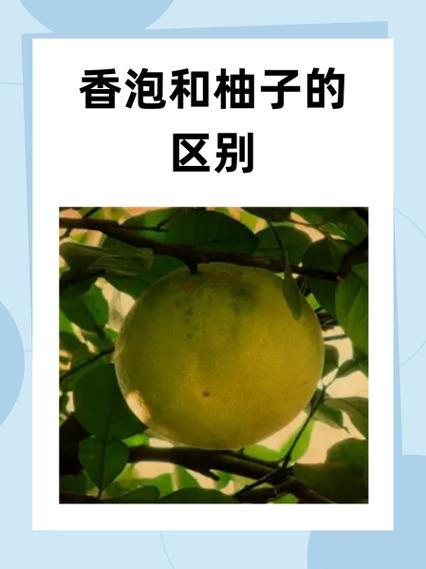 柚子汁的功效与作用图标