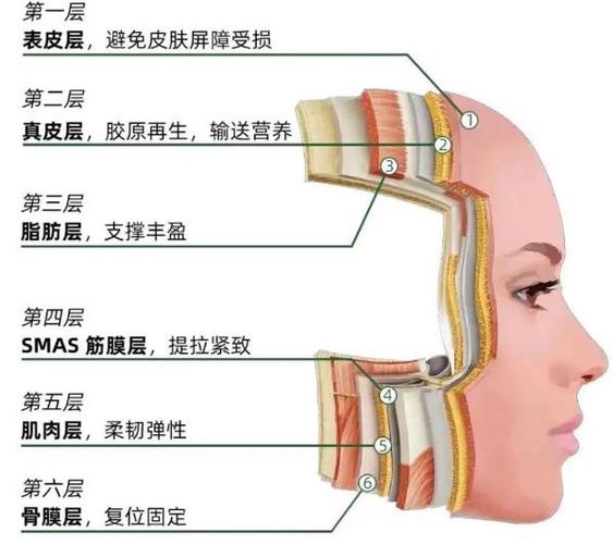 面部皮肤结构图