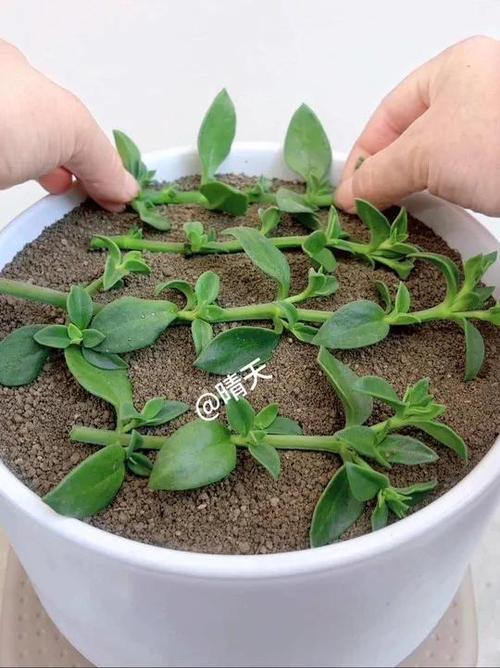 吊兰种子种植方法图标