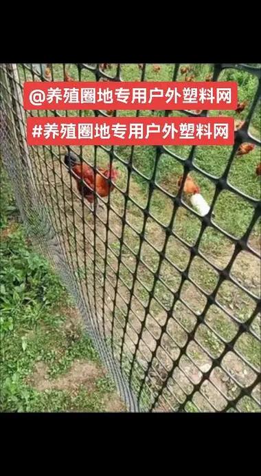 养鸡网图标
