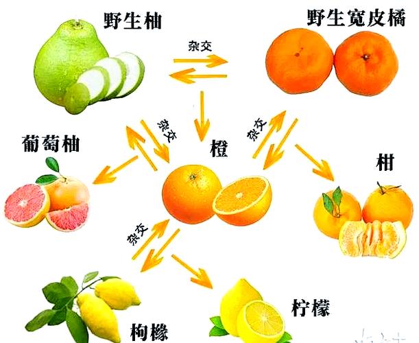 橘子橙子柚子的关系图标