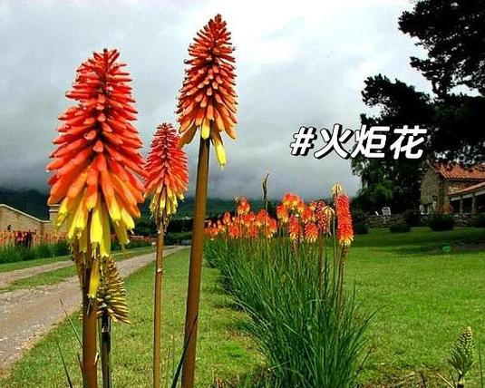 火炬之光1秘籍控制台图标