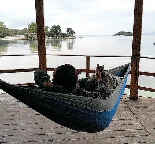 带猫一起旅行截图