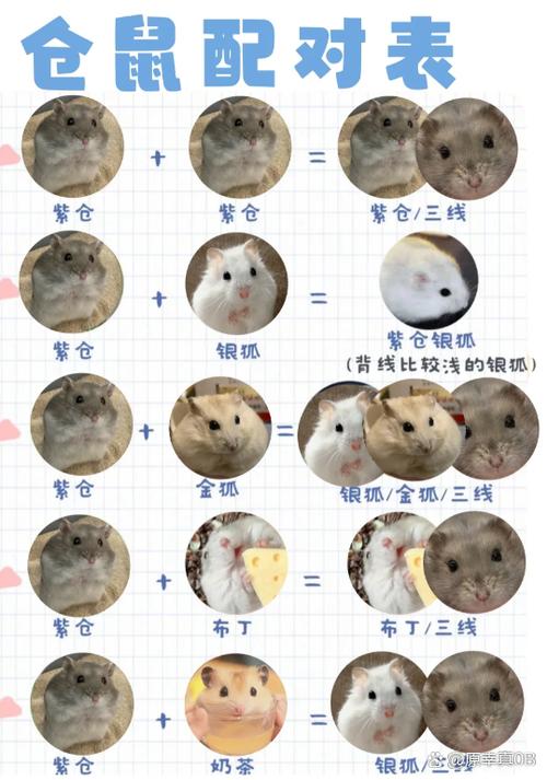 小仓鼠第一次生宝宝能活吗图标