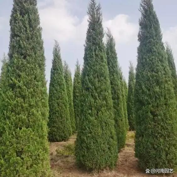 柏树最好的三个品种图标