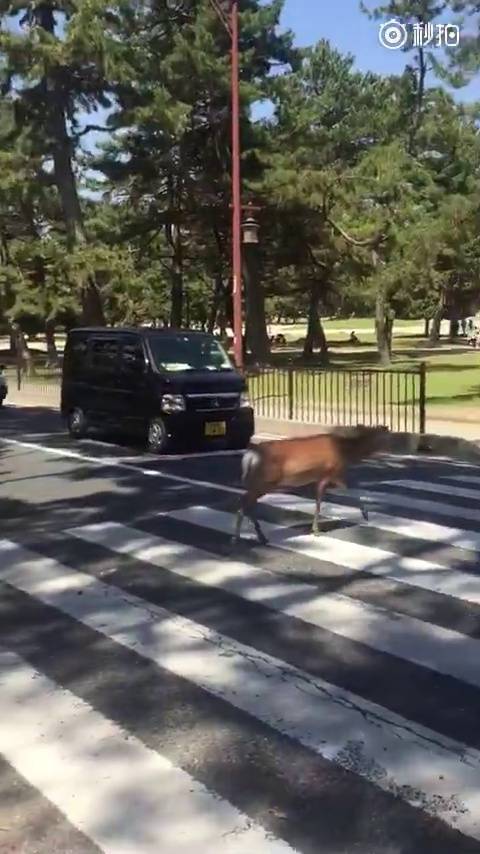 红灯刚亮一秒会拍照吗图标