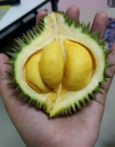 小的榴莲截图