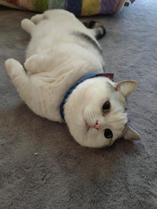白豚猫截图