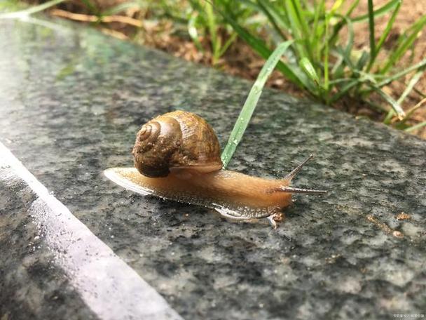蜗牛图标