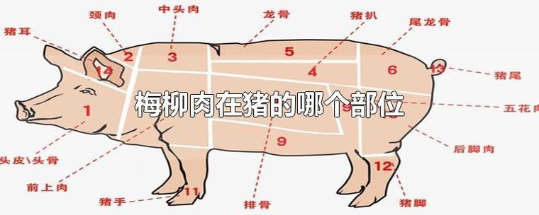 梅花肉在猪的哪个部位图标