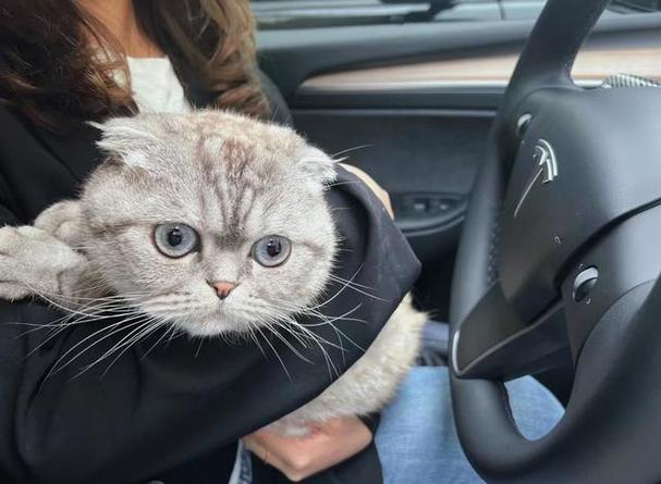 坐什么车可以带宠物猫图标