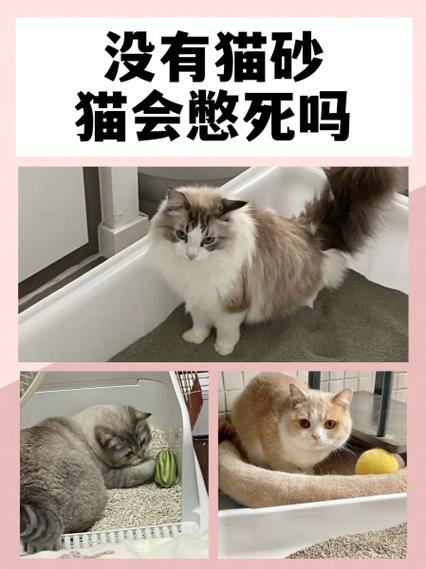 没有猫砂猫会憋死吗图标