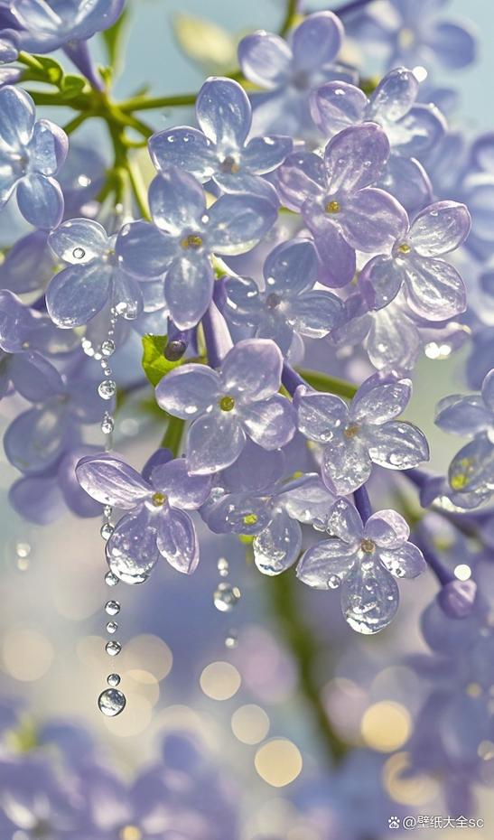 丁香花图标