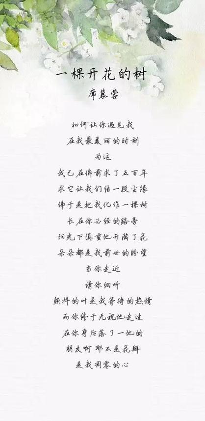 席慕容的《一棵开花的树》图标