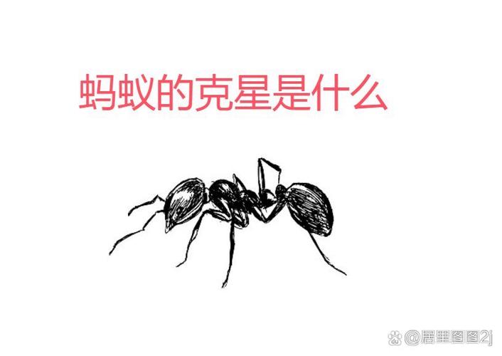 蚂蚁的天敌是什么截图