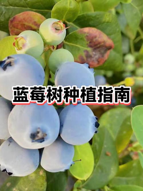 蓝莓树怎么种植