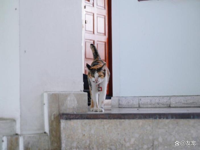 猫咪跑到家门口什么预兆图标