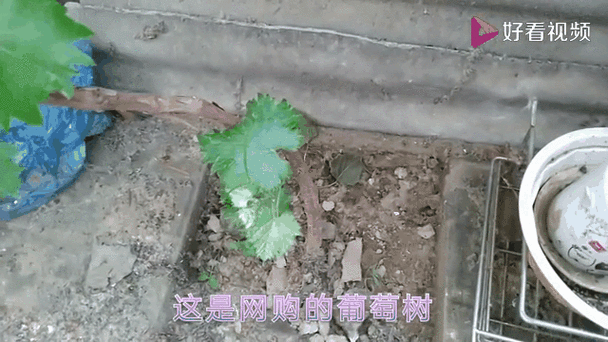 种植盆长不出来的东西截图