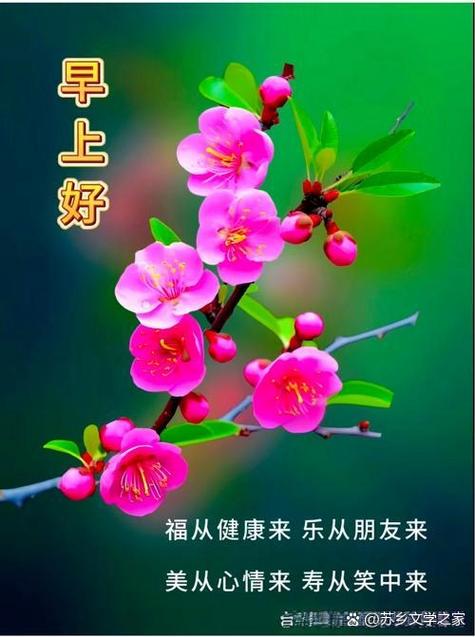 早上好的鲜花短视频截图