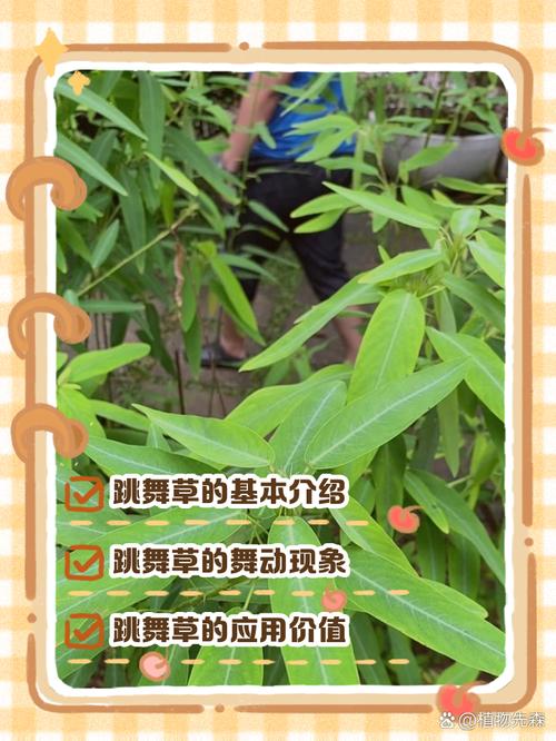跳舞草视频简介