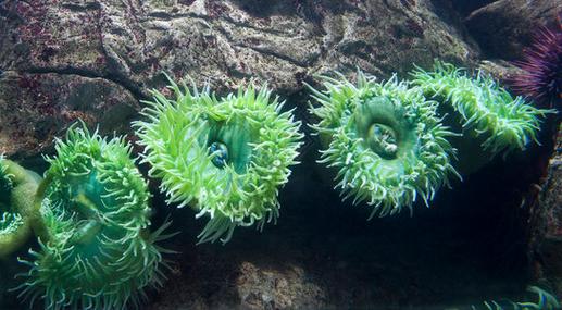 海草什么样子图片大全图标