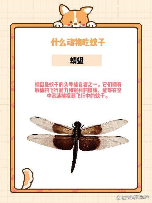 蜻蜓眼睛的6个特点截图