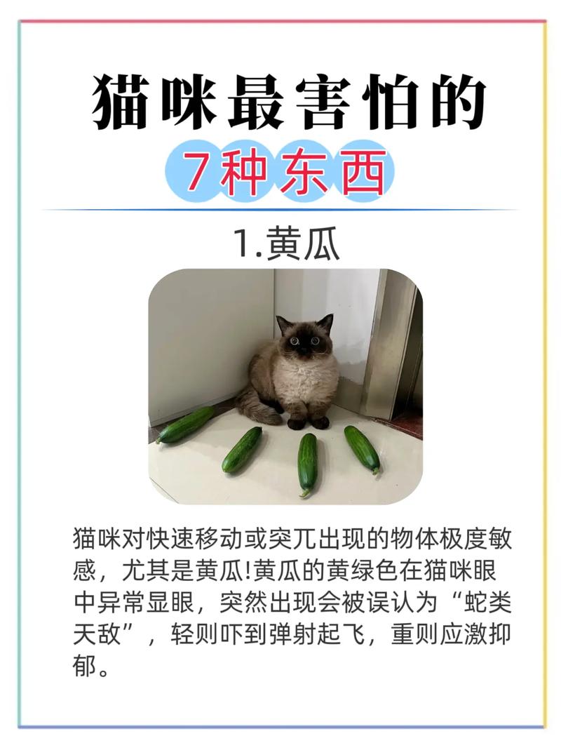 猫星状最怕三个东西图标