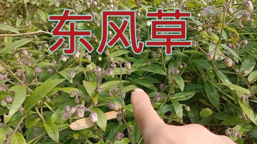 让神农起死回生的草叫什么草
