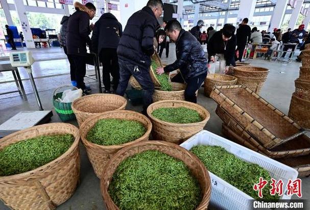 中国茶叶交易网(官网)图标