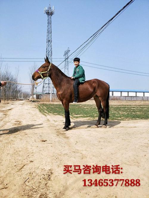 马价格多少一匹图标