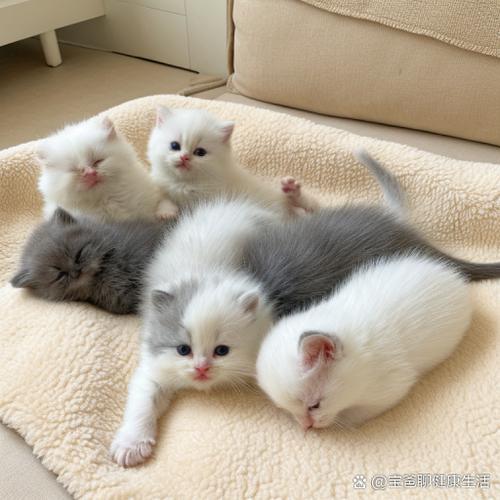 小奶猫平台最新地址