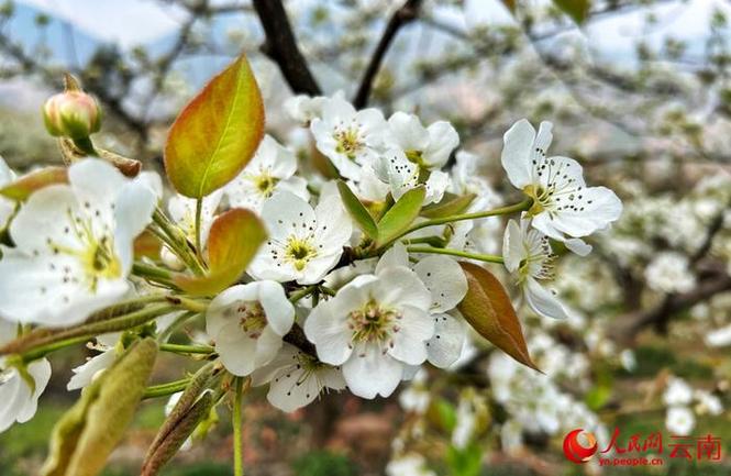 梨树开花结果的过程图标