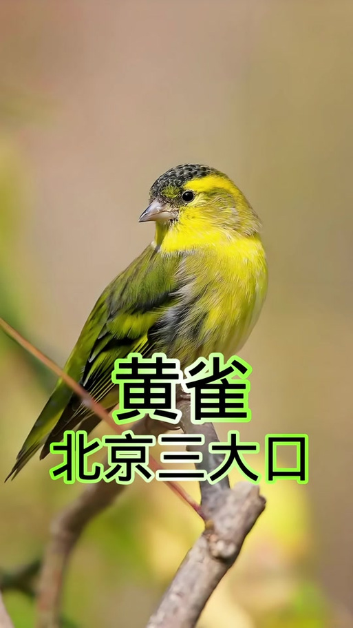 黄雀母鸟的叫声大全图标