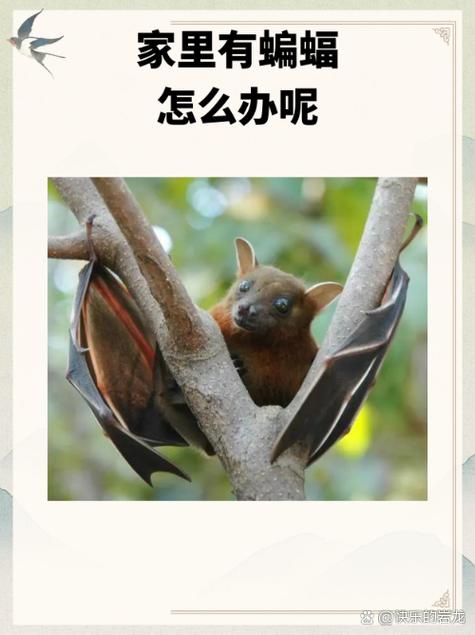 蝙蝠用什么驱赶最有效截图