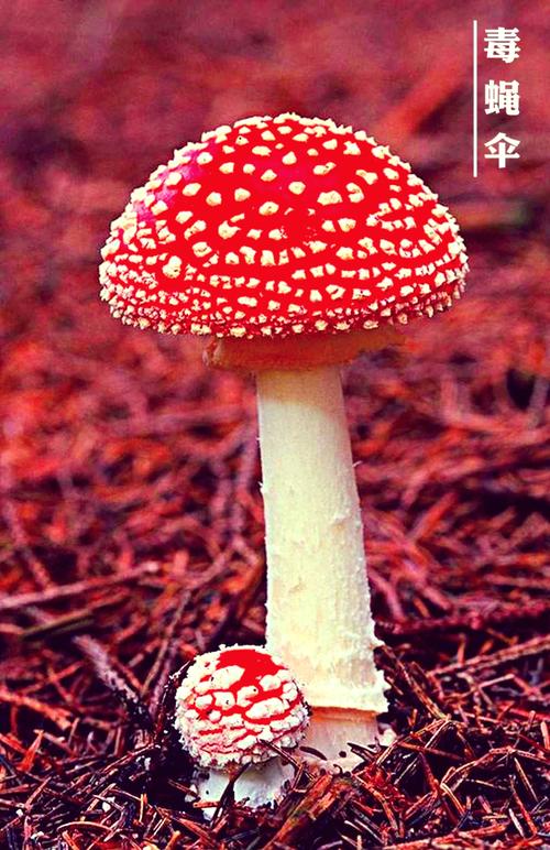 红色的蘑菇是什么蘑菇图标