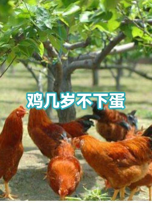 鸡一般下蛋几年就不下蛋了
