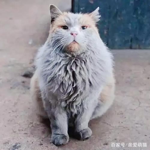 网红脏脏猫图片图标