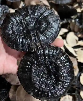 黑灵芝精油的作用与功效截图