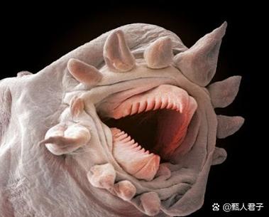 僵尸蠕虫