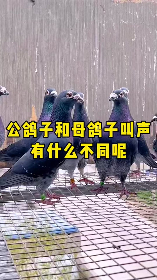 鸽子讲解视频大全图标