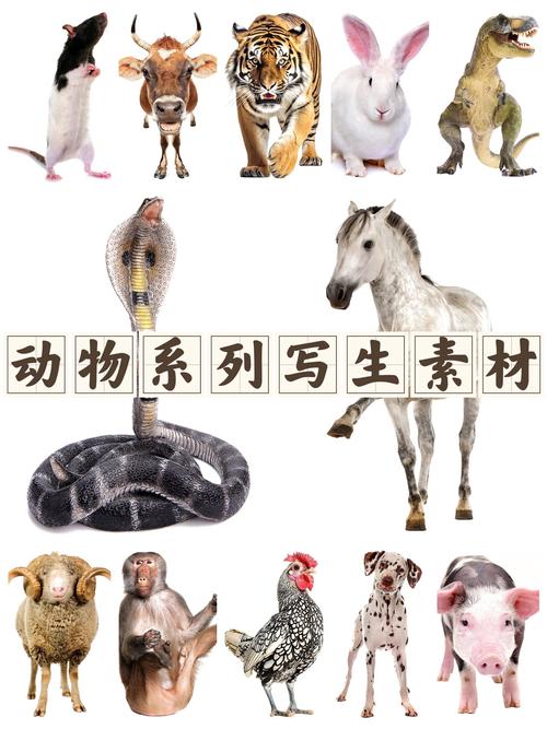 九五至尊的生肖是什么动物图标