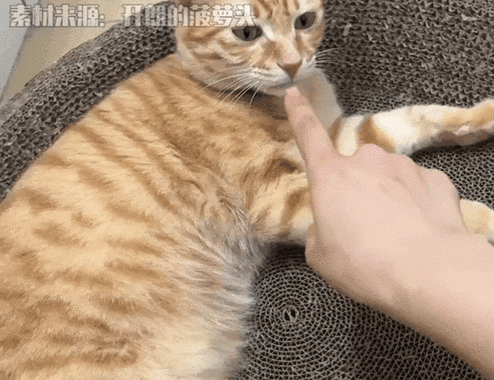 小猫被大猫咬了怎么教育图标