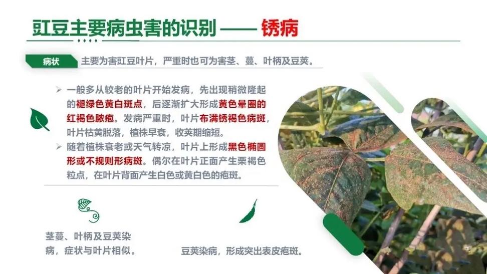 最常见豆角20种病害图解图标