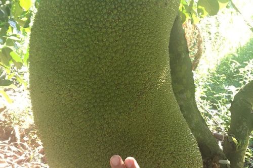 菠萝蜜20一斤贵吗截图