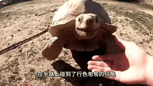 乌龟怎么生小乌龟图标