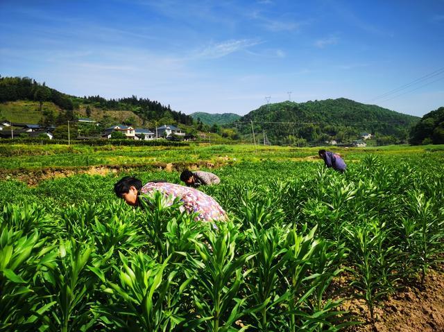 怀化中药材种植基地图标