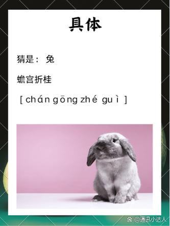 桂花打一准确生肖图标