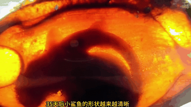 鲨鱼一次能产多少卵图标