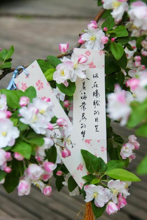 海棠文化改版图标
