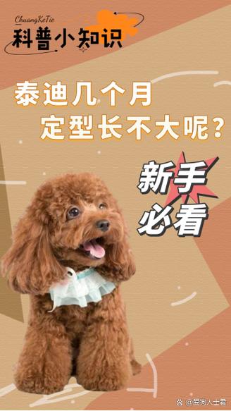 泰迪母狗名字幸运图标
